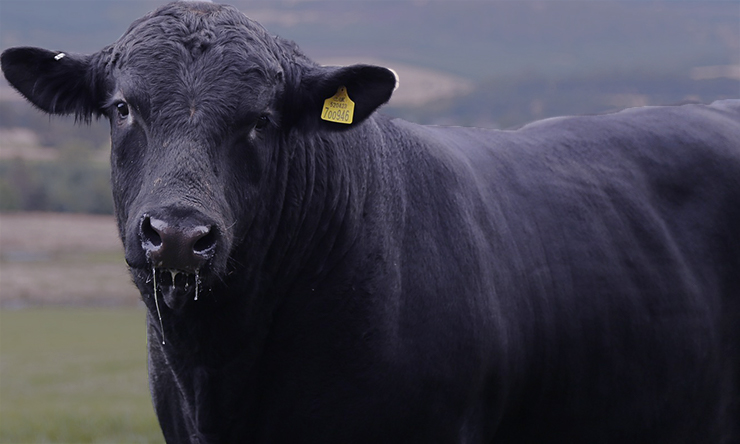 H&S Angus Farm Cattle